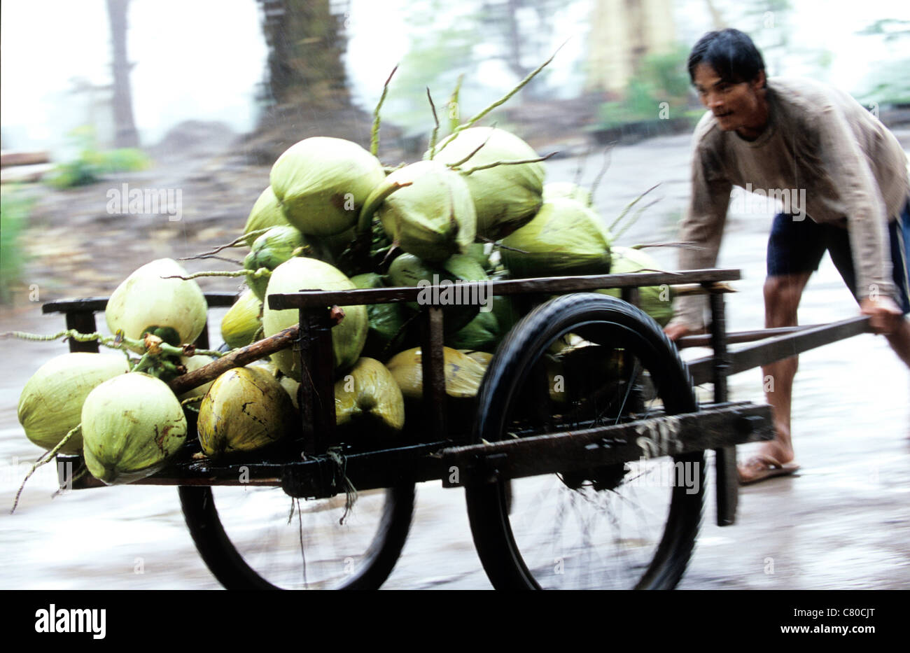 Laos, Mekong river, 4000 islands, Done Kone island, farmer with ...