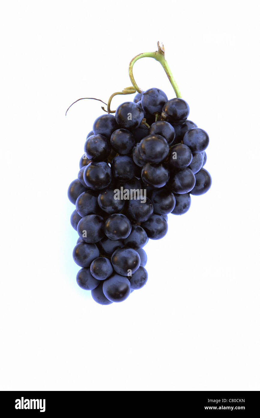 Carignane grapes hi-res stock photography and images - Alamy