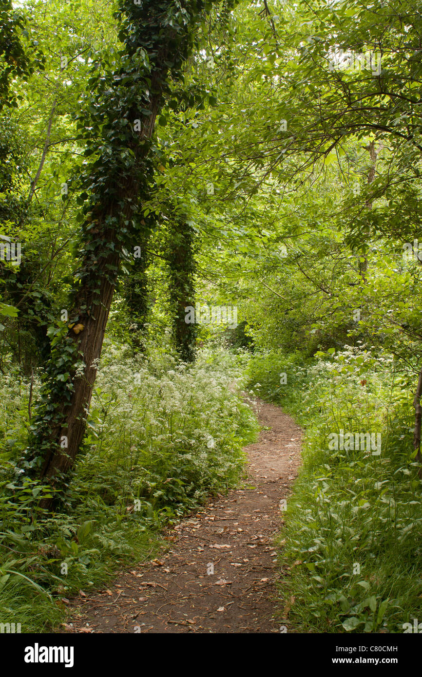 Footpath between trees in summer Stock Photo - Alamy