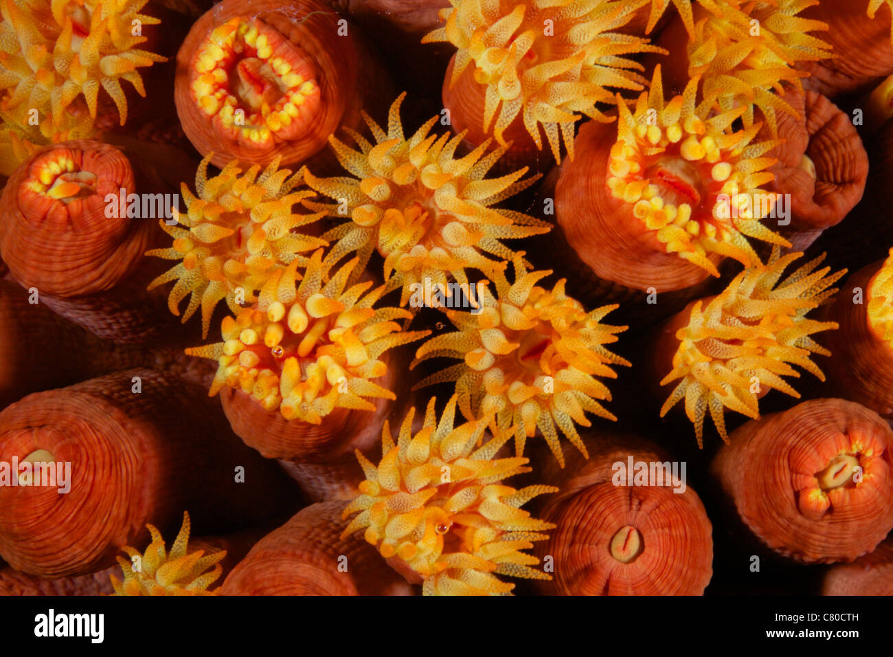 Detailed view of yellow tube coral (Tubastrea) polyps feeding at night ...