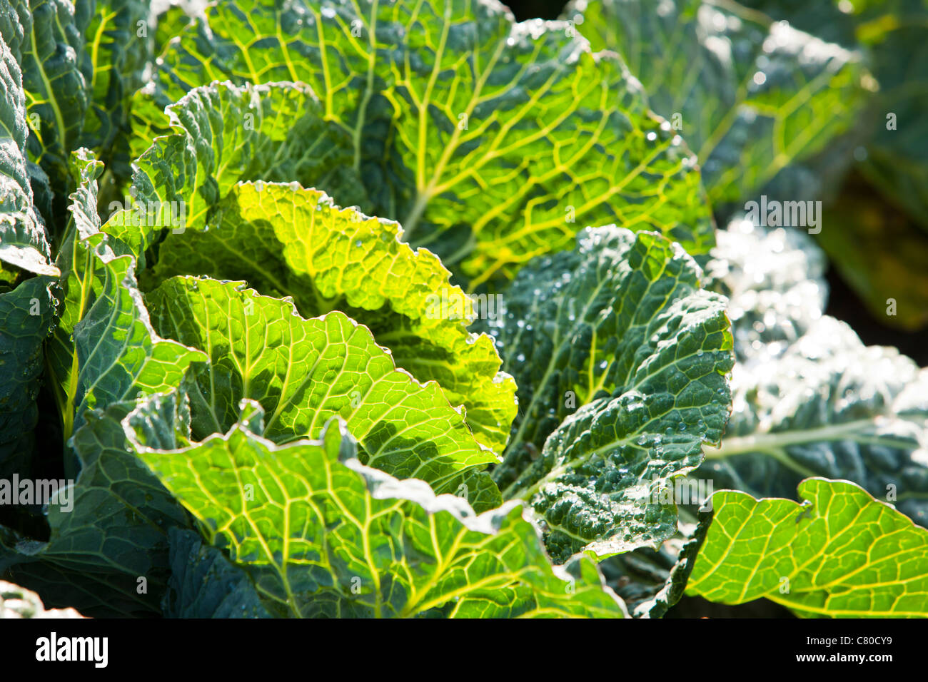 Cabbage growing on a farm on the Lancashire mosslands near Banks on the ...