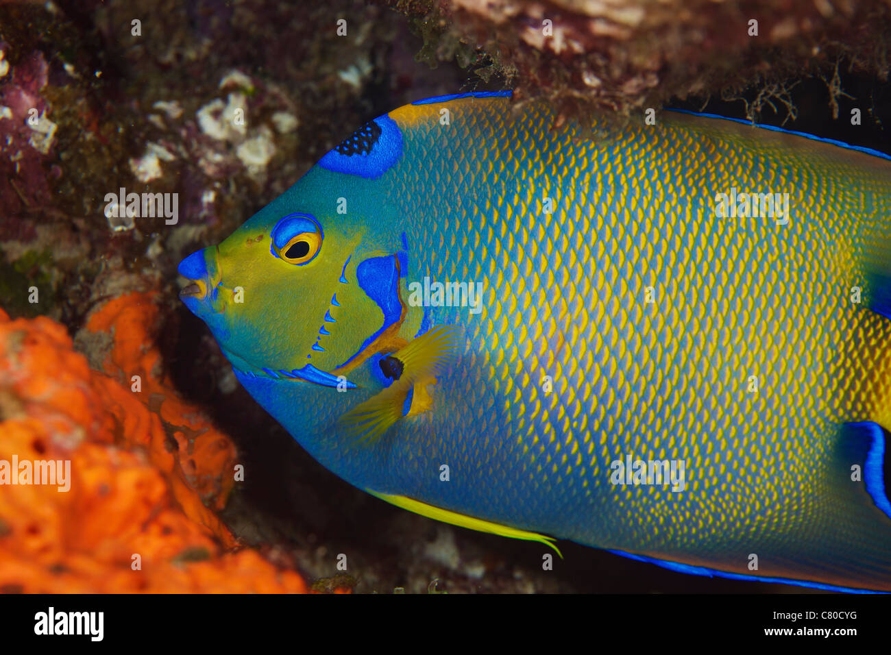 Colorful Queen Angelfish, Bonaire, Caribbean Netherlands Stock Photo ...