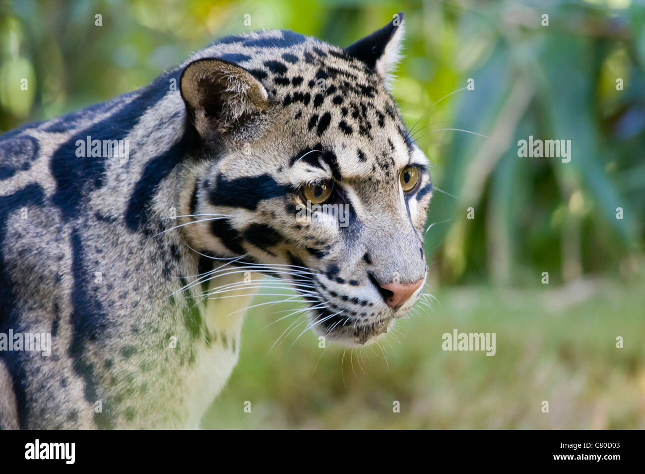 Clouded Leopards Claws Skin Heads