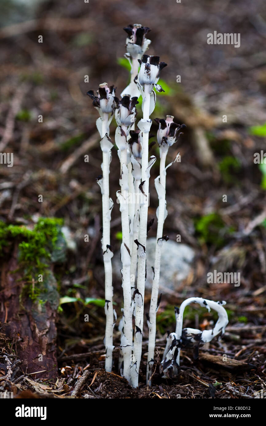 An example of the Indian Pipe plant growing in a wooded area on Vancouver Island Stock Photo - Alamy