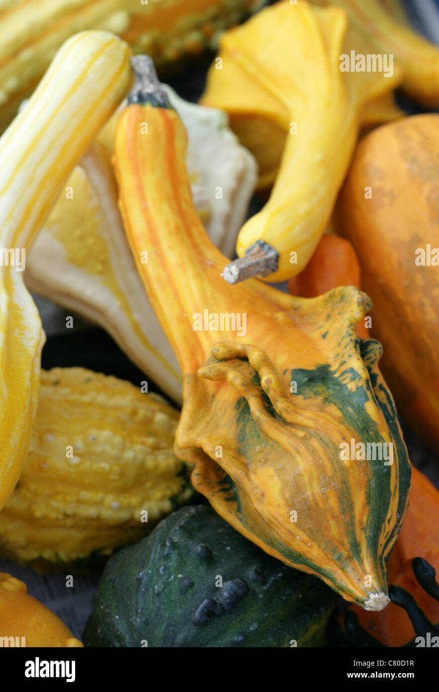 Green orange yellow ornamental gourds hi-res stock photography and ...