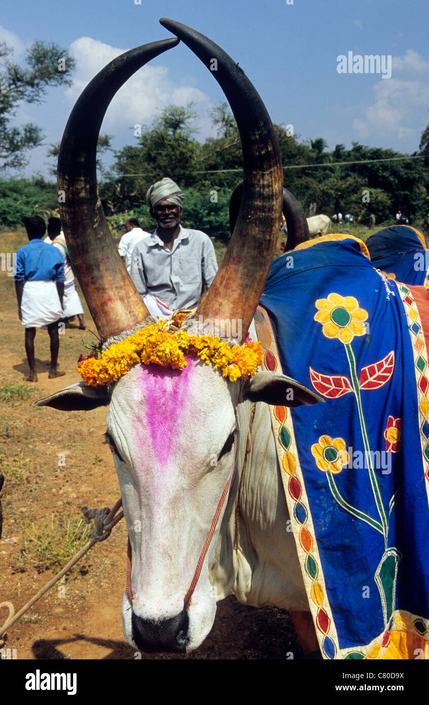 India, Tamil Nadu, Chettinad, Bull Races Festival Stock Photo - Alamy