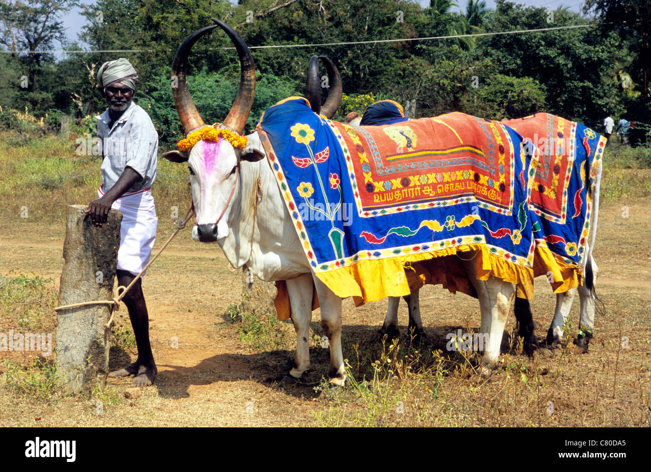 India, Tamil Nadu, Chettinad, Bull Races Festival Stock Photo - Alamy