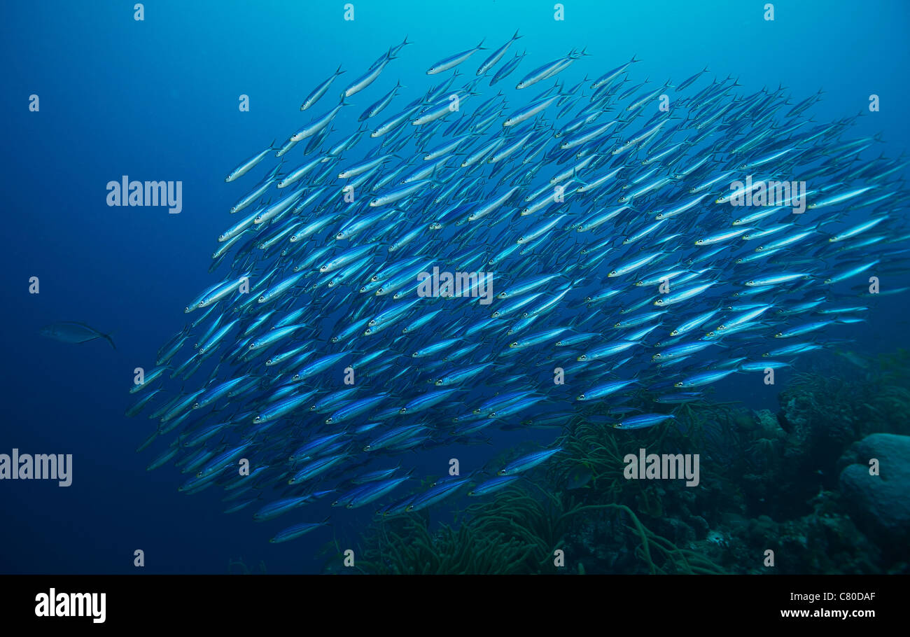 Underwater caribbean fish hi-res stock photography and images - Alamy