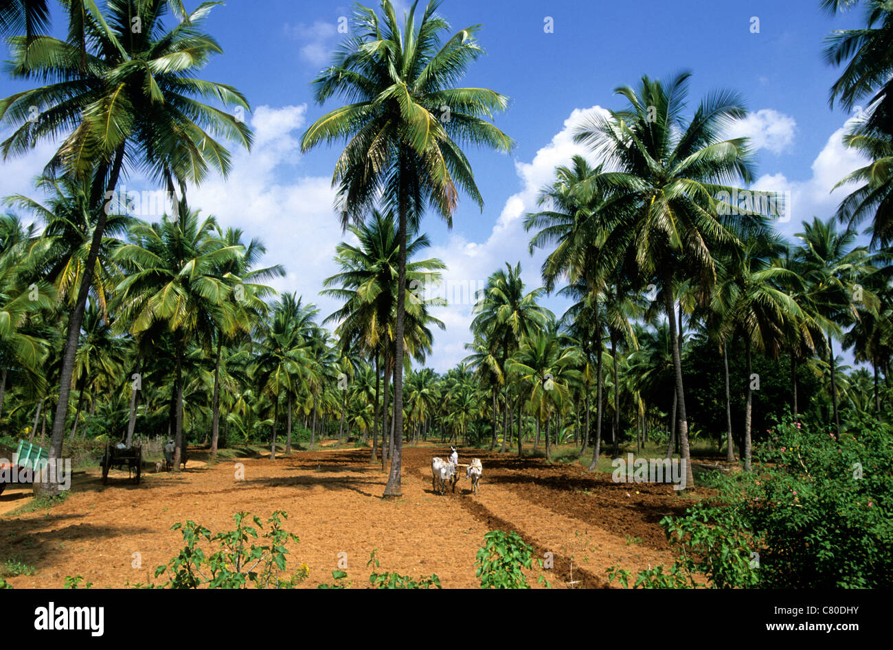 Karnataka landscapes hi-res stock photography and images - Alamy