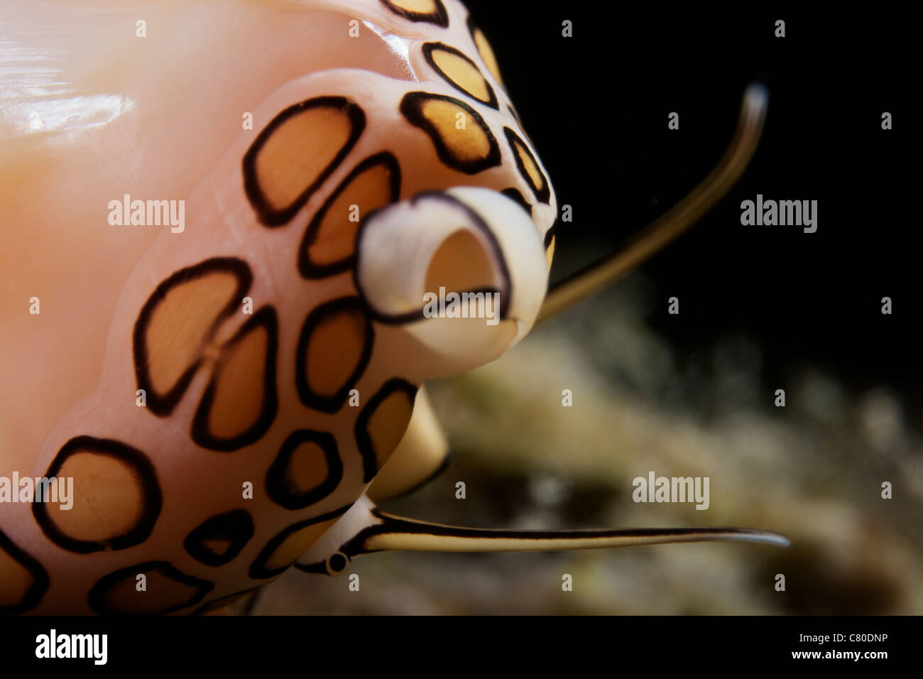 Flamingo tongue snail hi-res stock photography and images - Alamy