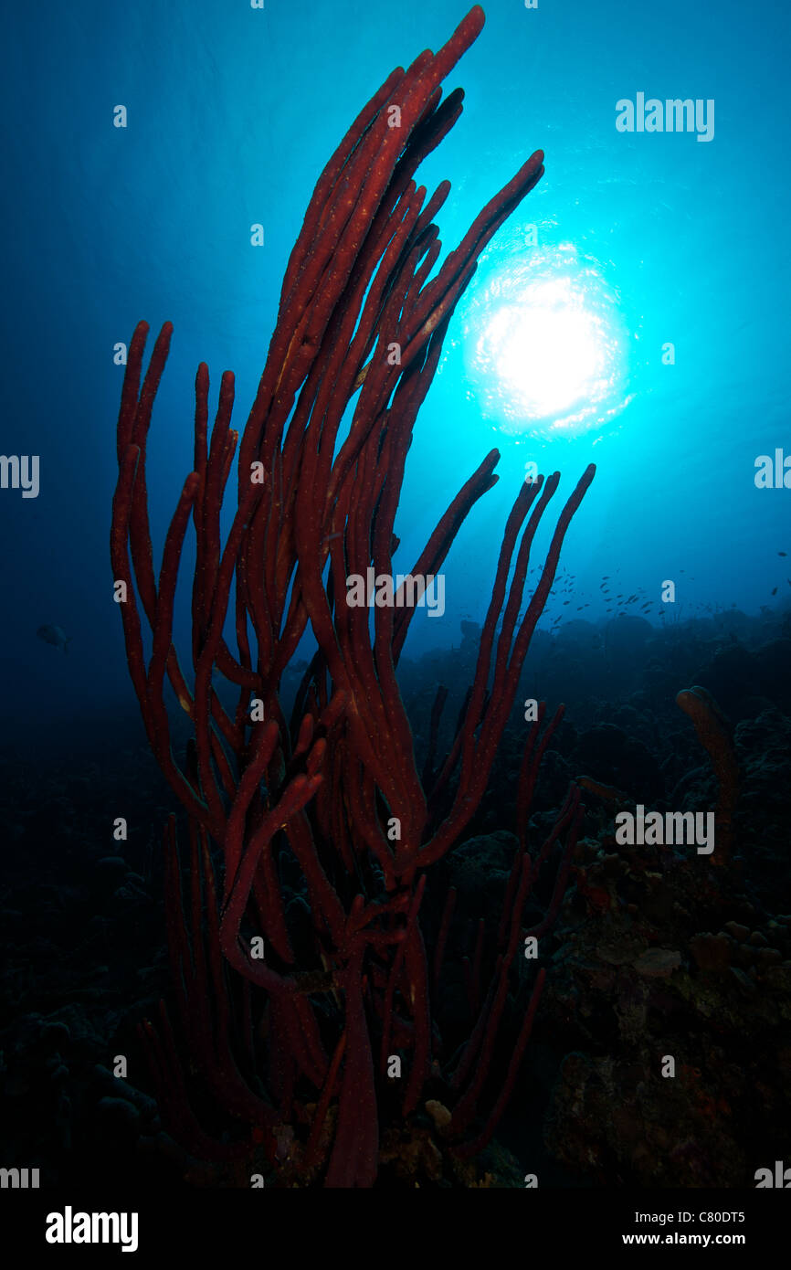 Rope sponge hi-res stock photography and images - Alamy