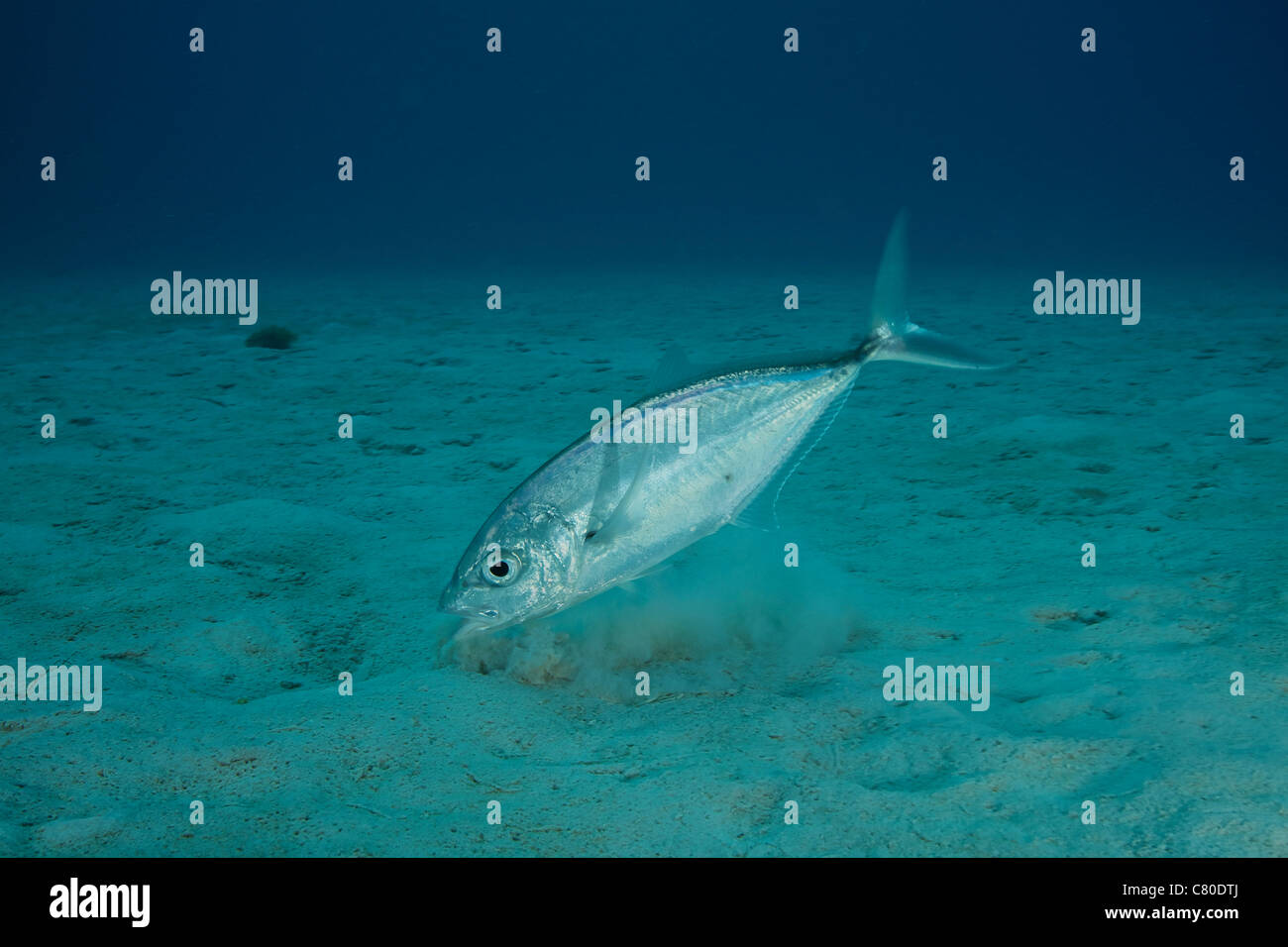 Shallow sea fish caribbean hi-res stock photography and images - Alamy