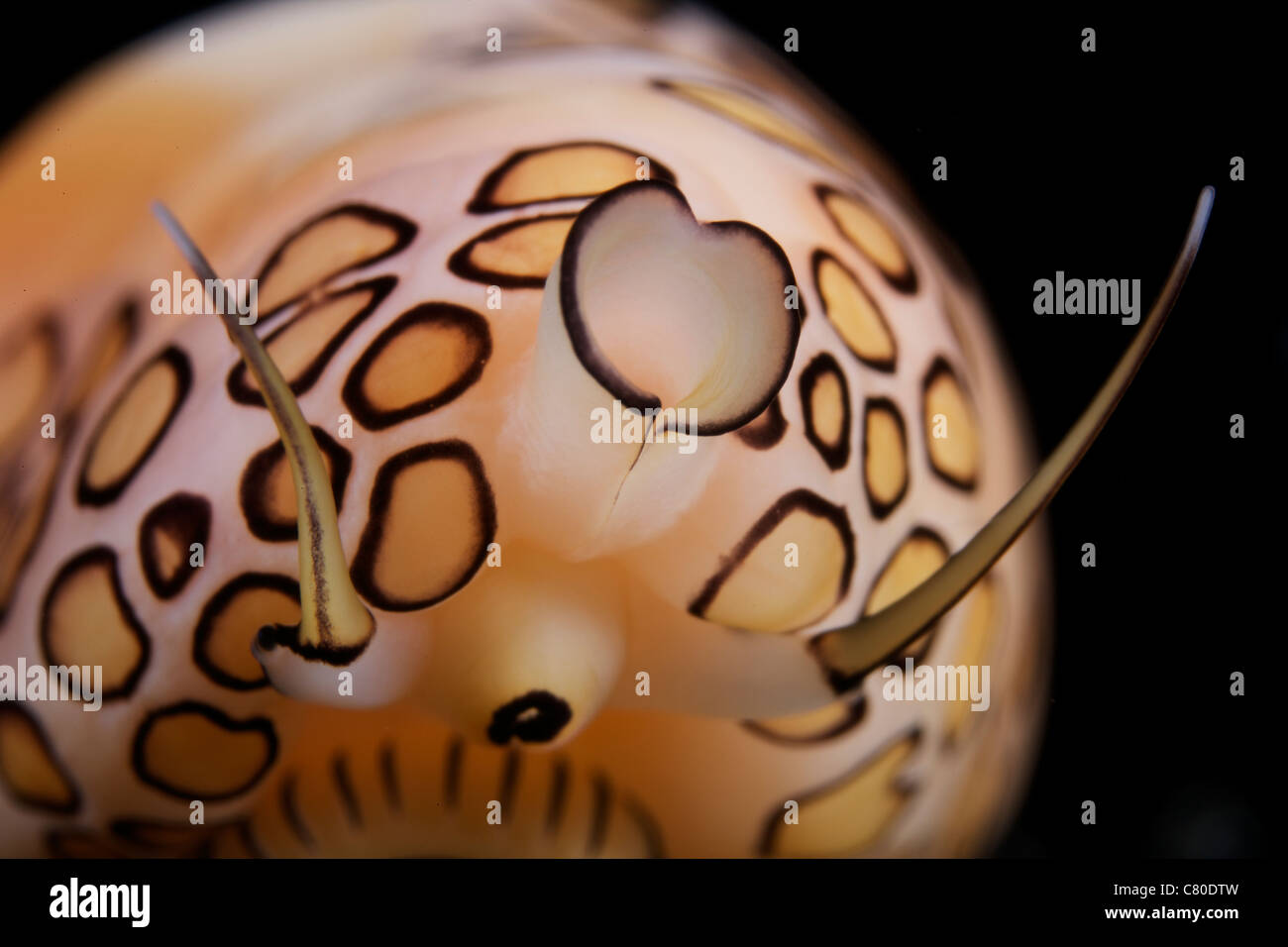 Flamingo tongue snail hi-res stock photography and images - Alamy