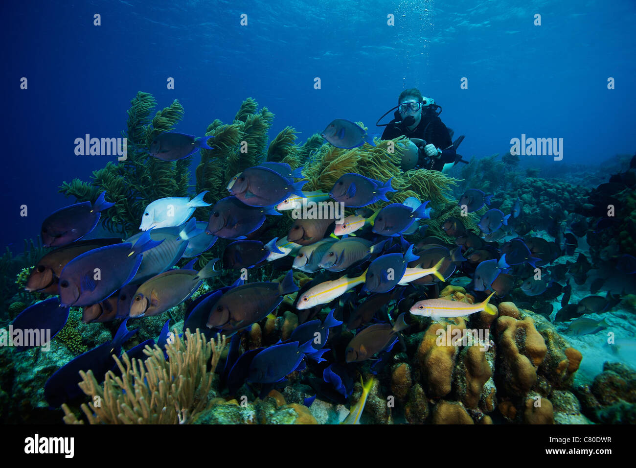 A school of Blue Tang feed on the reefs algae while a diver follows on ...
