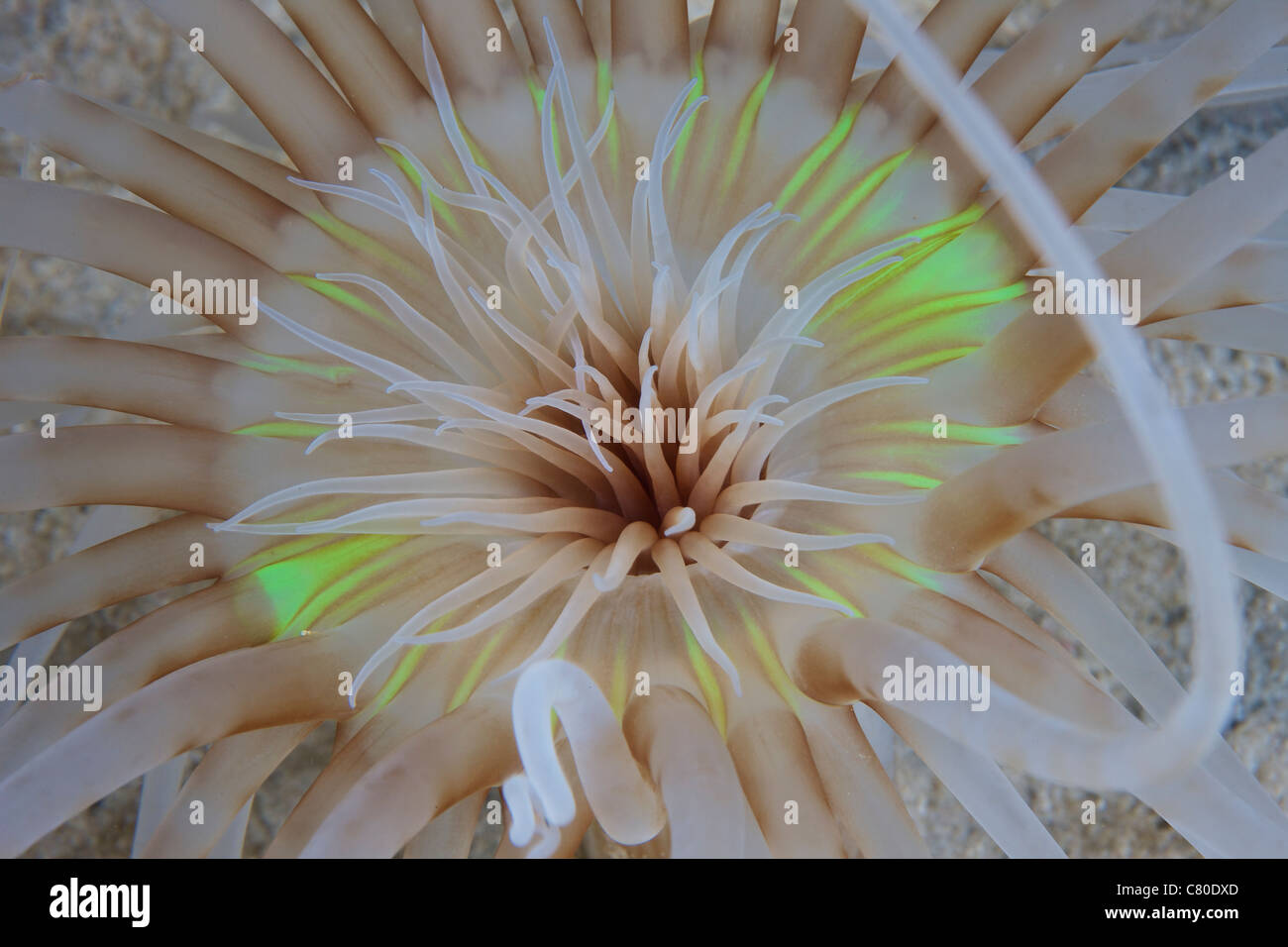 Caribbean sea anemone hi-res stock photography and images - Alamy
