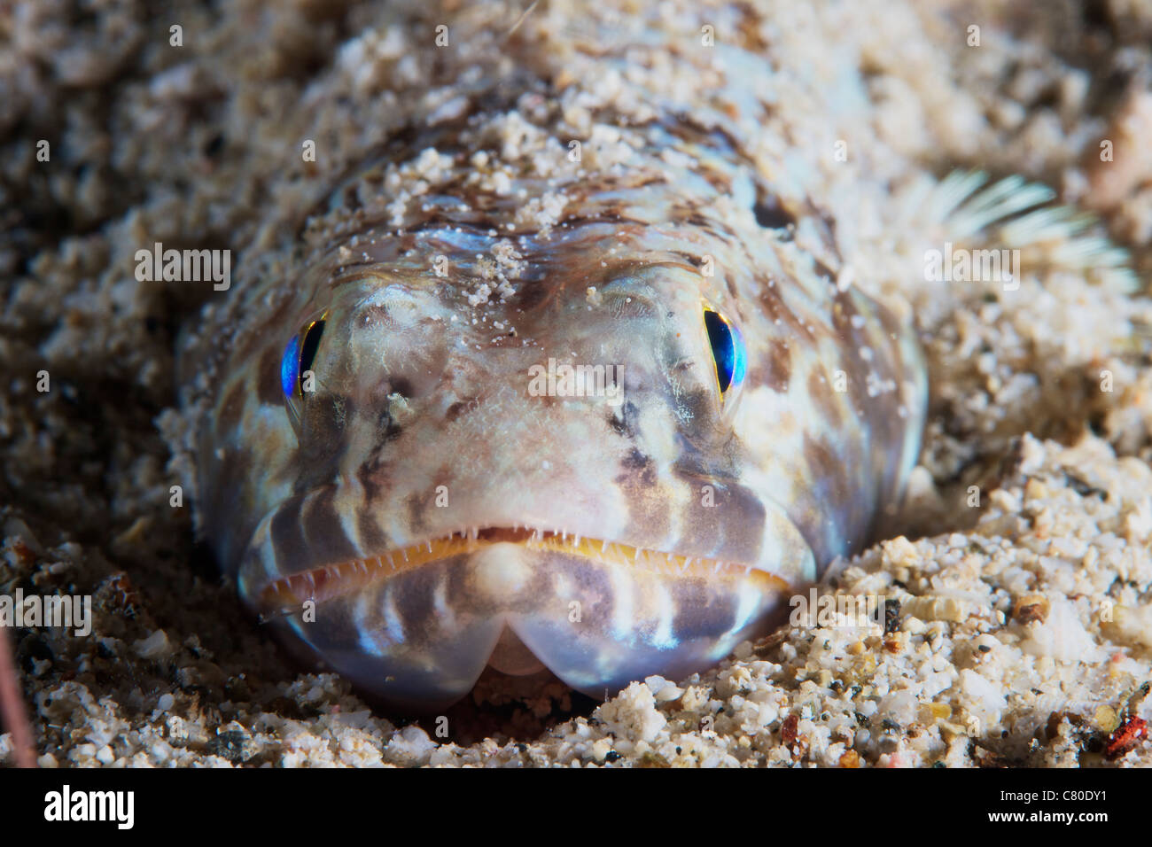 Up close and personal with a Lizardfish, Bonaire, Caribbean Netherlands ...
