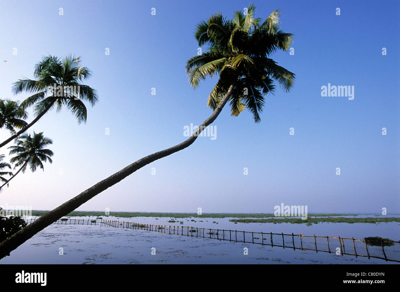 India, Kerala, backwaters, cocconut lagoon Stock Photo - Alamy