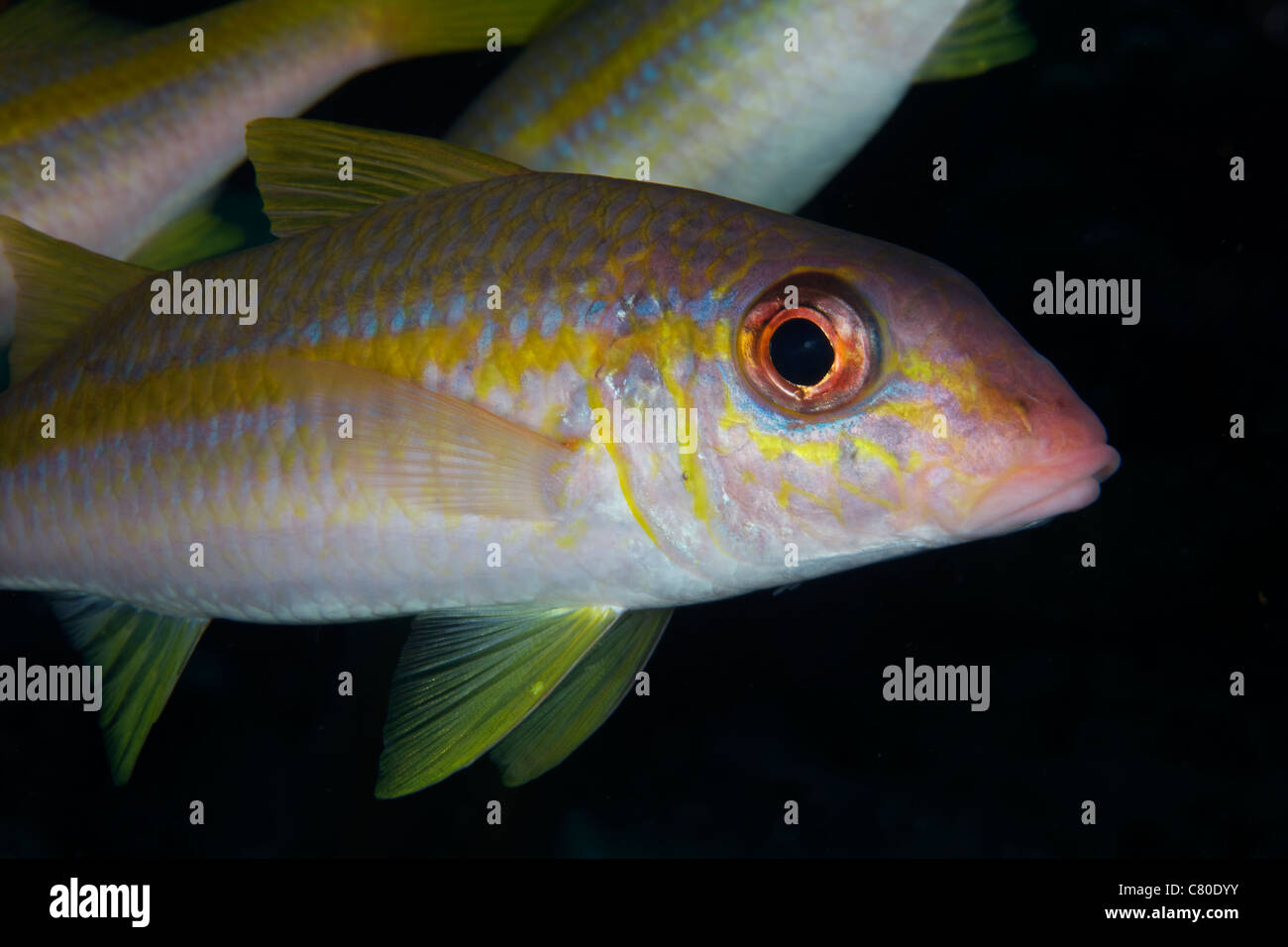 Yellow Goatfish, Bonaire, Caribbean Netherlands Stock Photo - Alamy