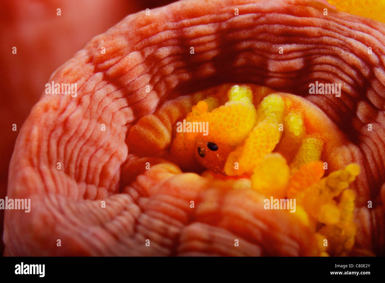 Parasite isopod hi-res stock photography and images - Alamy