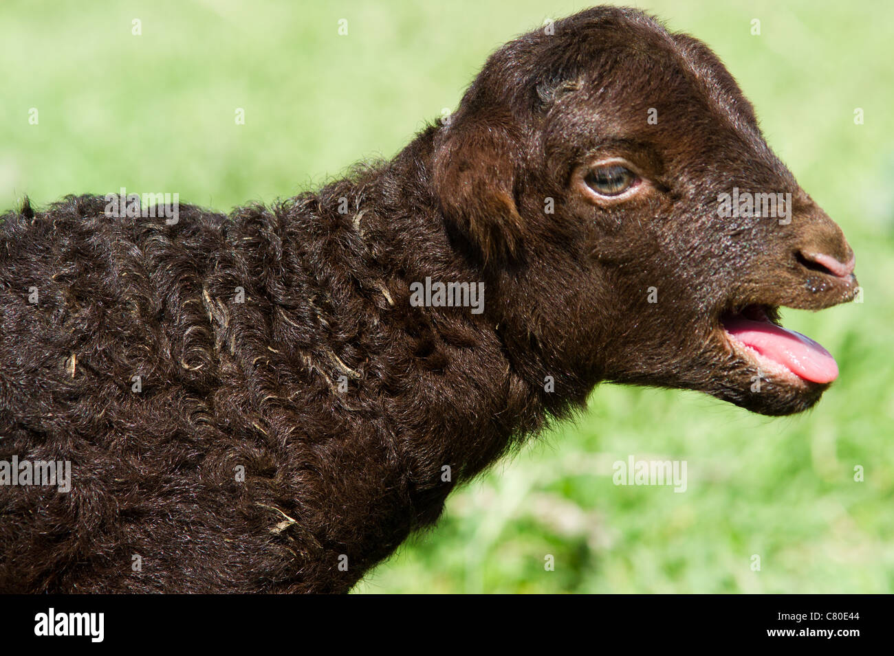 Lambkin hi-res stock photography and images - Alamy