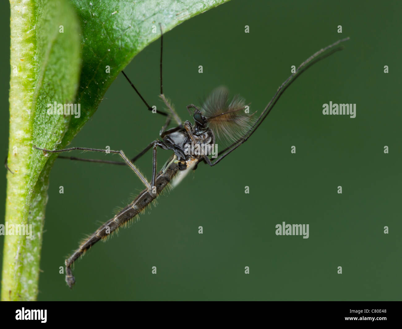 Chironomus hi-res stock photography and images - Alamy