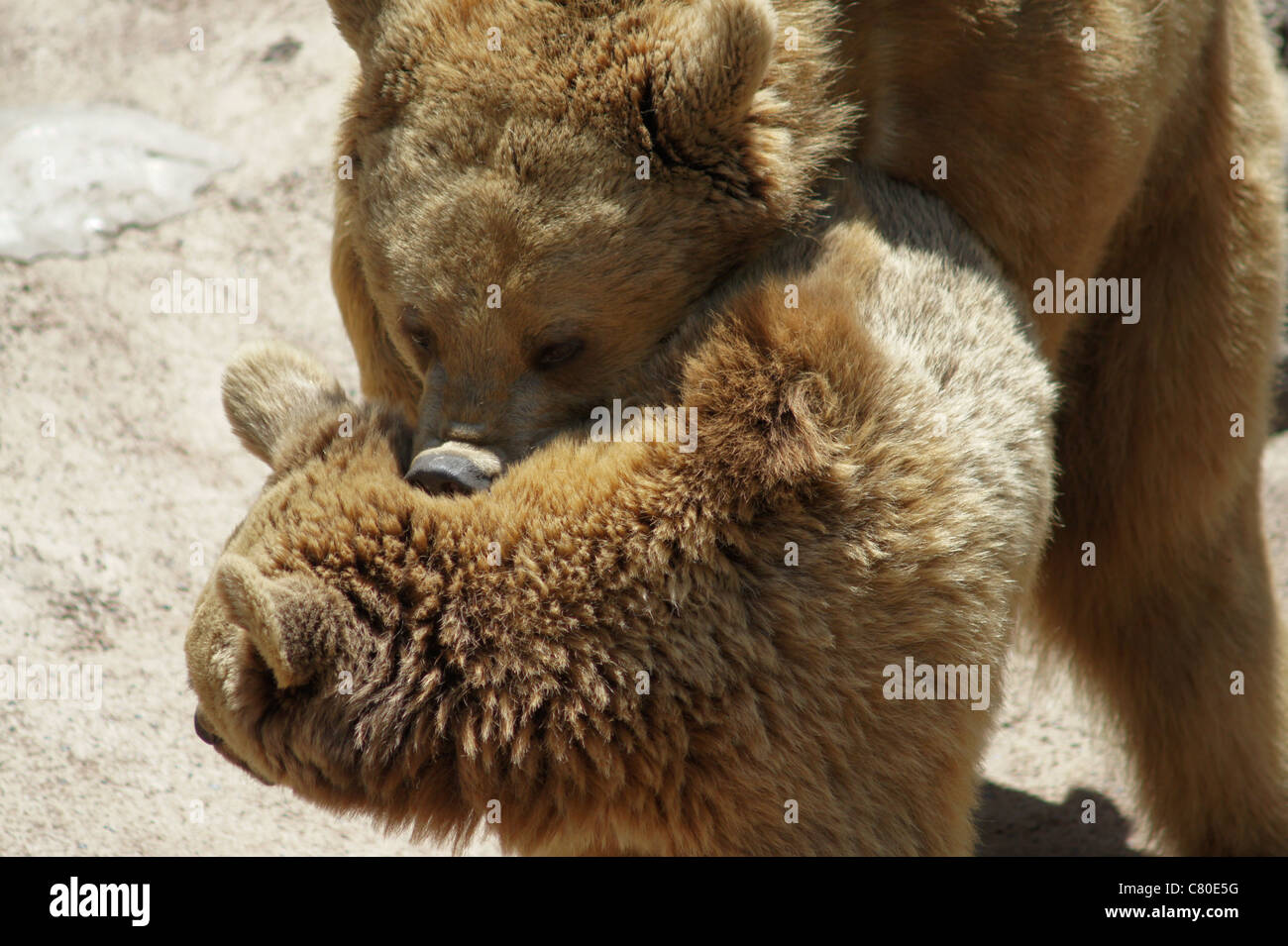 Bears beating and making each other Stock Photo - Alamy