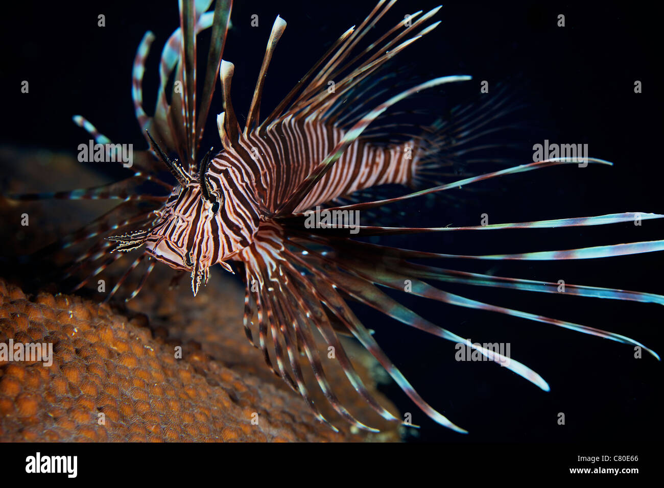 Wildlife photographer danger hi-res stock photography and images - Alamy