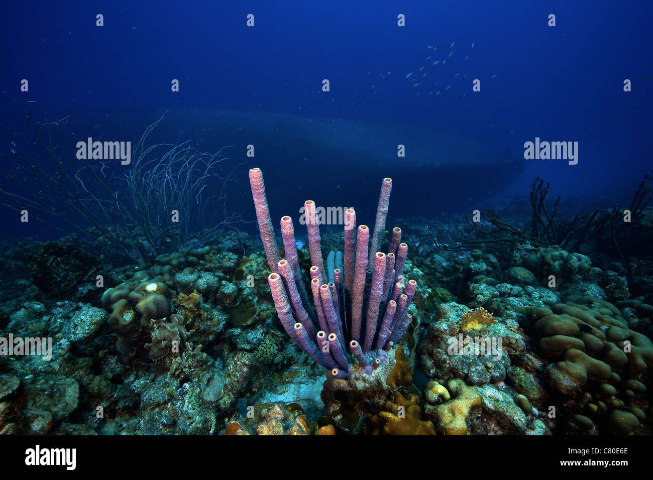 Tube sponge hi-res stock photography and images - Alamy