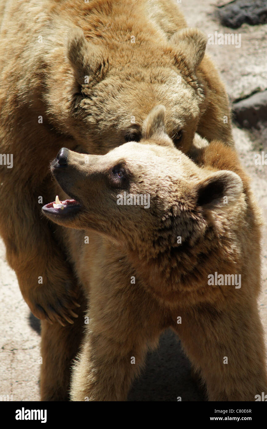 Bears den hi-res stock photography and images - Alamy