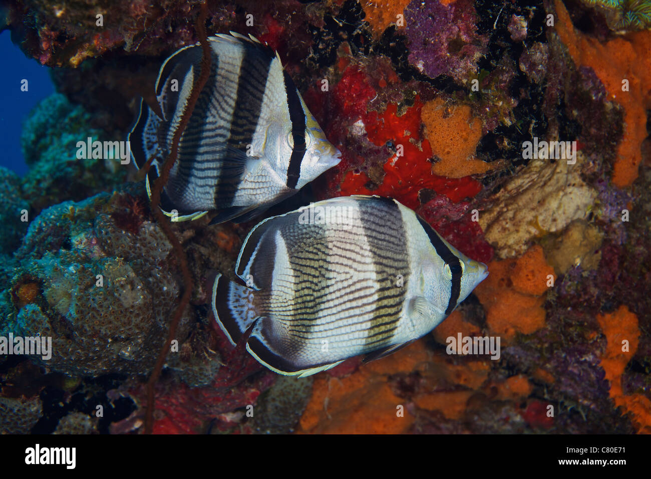 Butterflyfish caribbean hi-res stock photography and images - Alamy