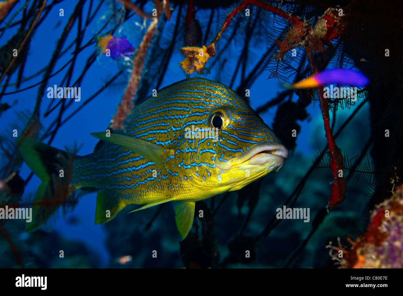 Blue striped grunt hi-res stock photography and images - Alamy