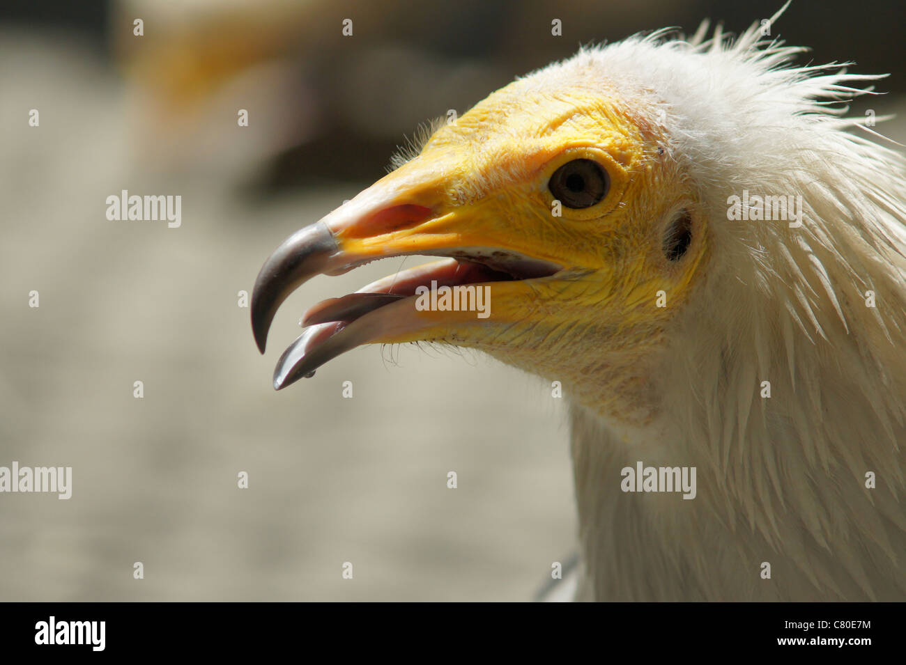 Egyptian vulture beak hi-res stock photography and images - Alamy