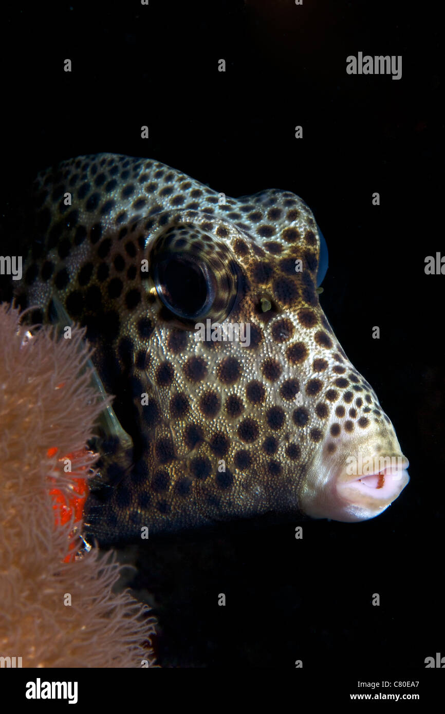 Smooth trunkfish hi-res stock photography and images - Alamy