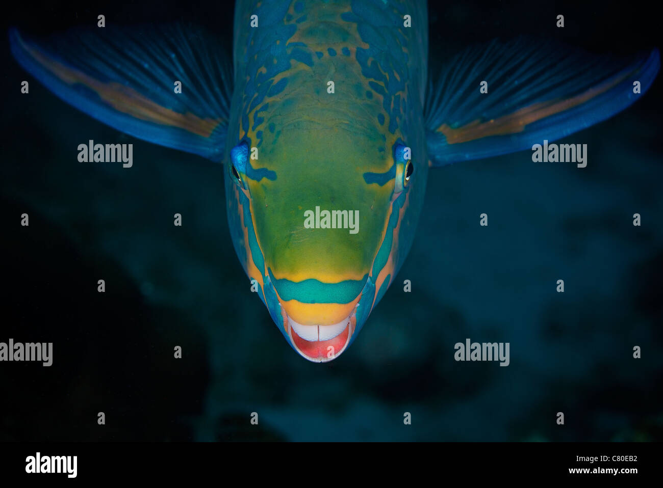 Parrotfish hi-res stock photography and images - Alamy