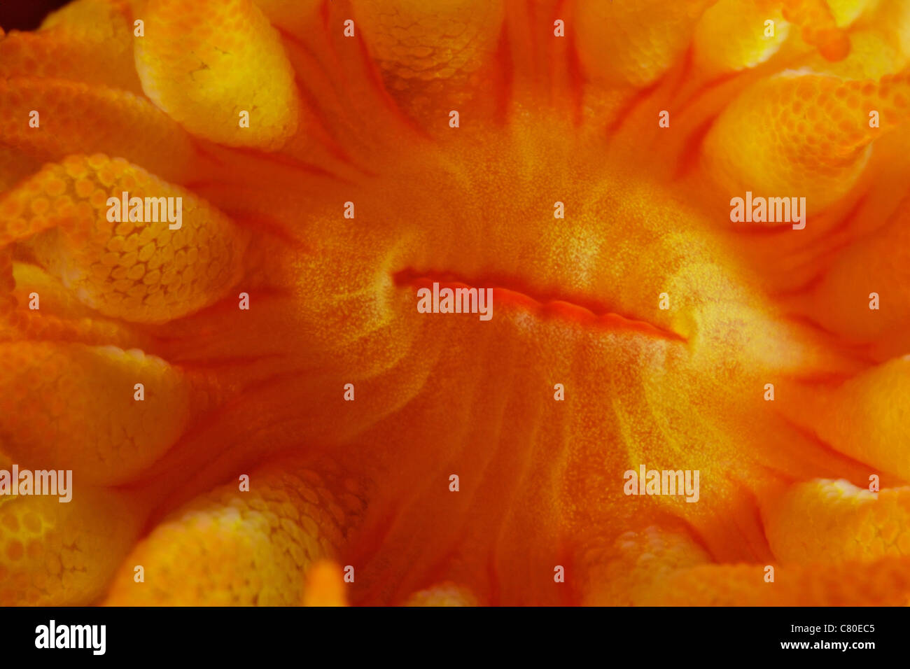 Detailed view of yellow tube coral (Tubastrea) polyps mouth captured at ...