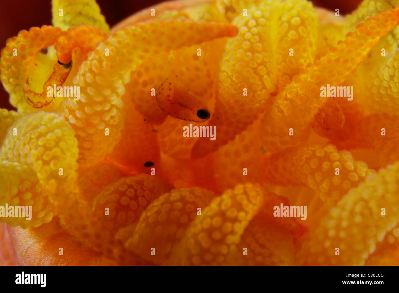 Detailed view of yellow tube coral (Tubastrea) polyps with parasites ...