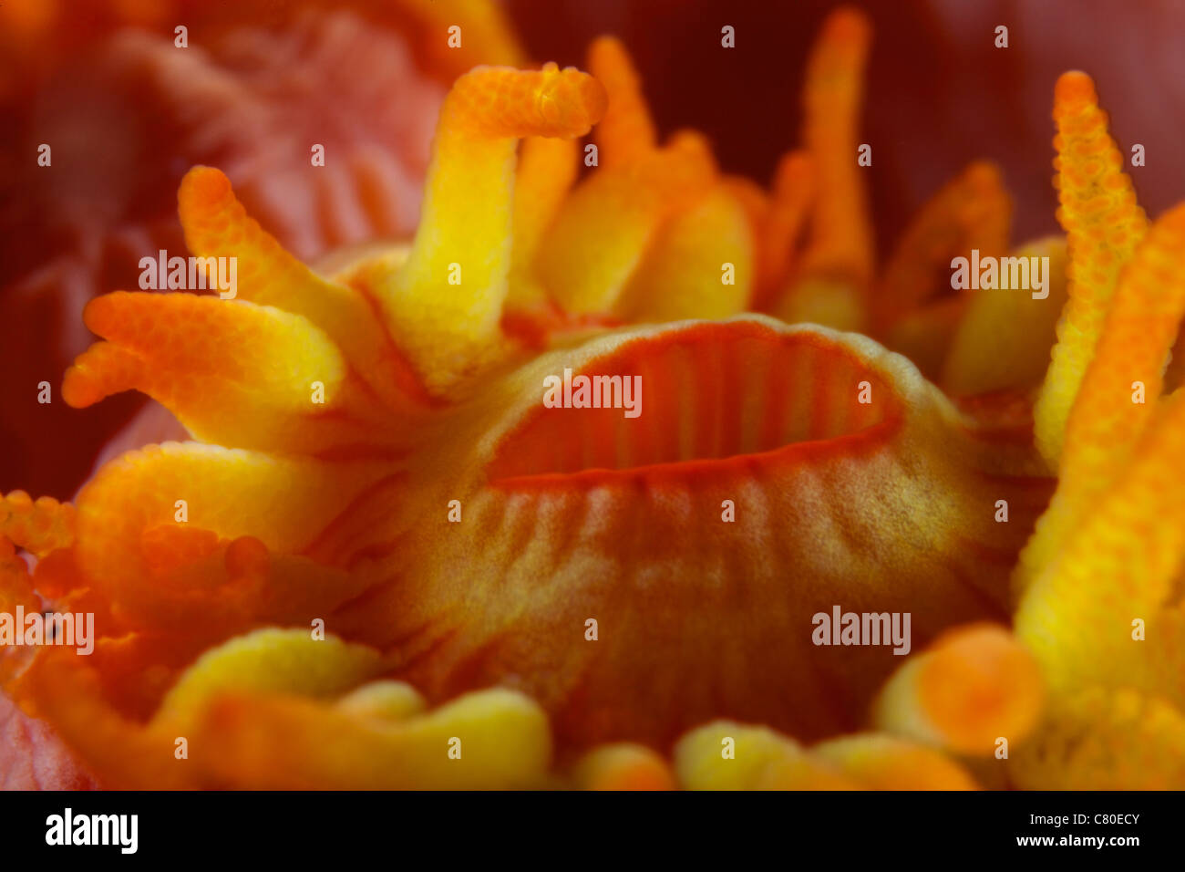 Tentacles of coral polyps hi-res stock photography and images - Alamy
