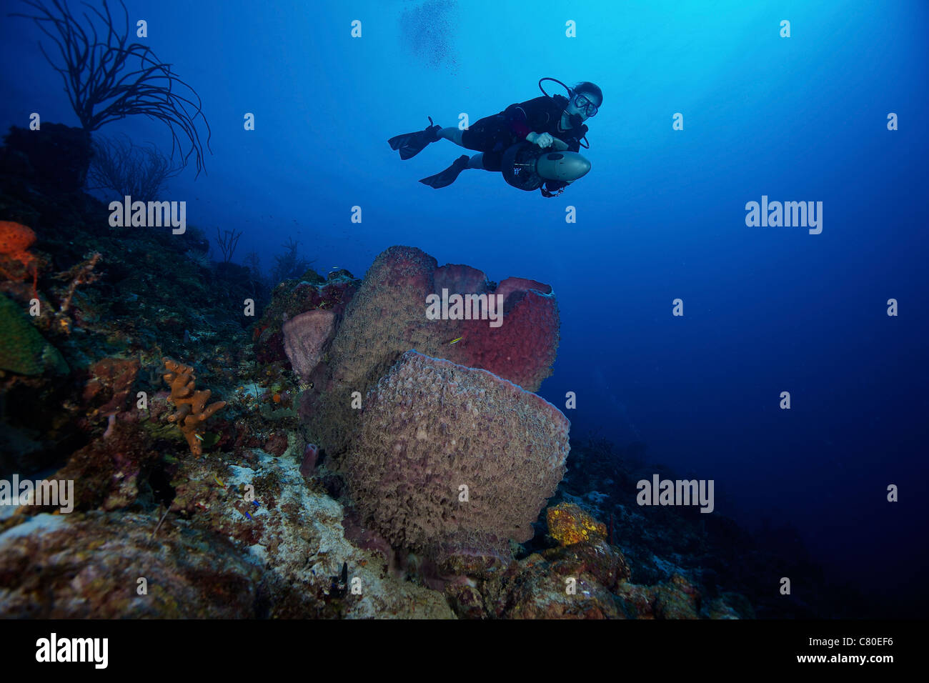 Barrel sponge diver hi-res stock photography and images - Alamy
