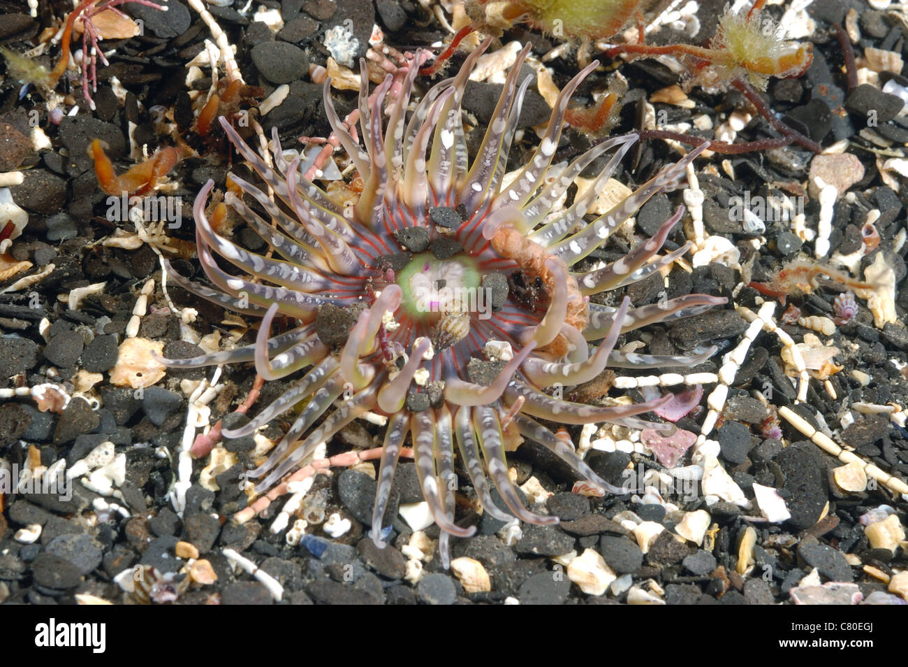 Gem anemone hi-res stock photography and images - Alamy