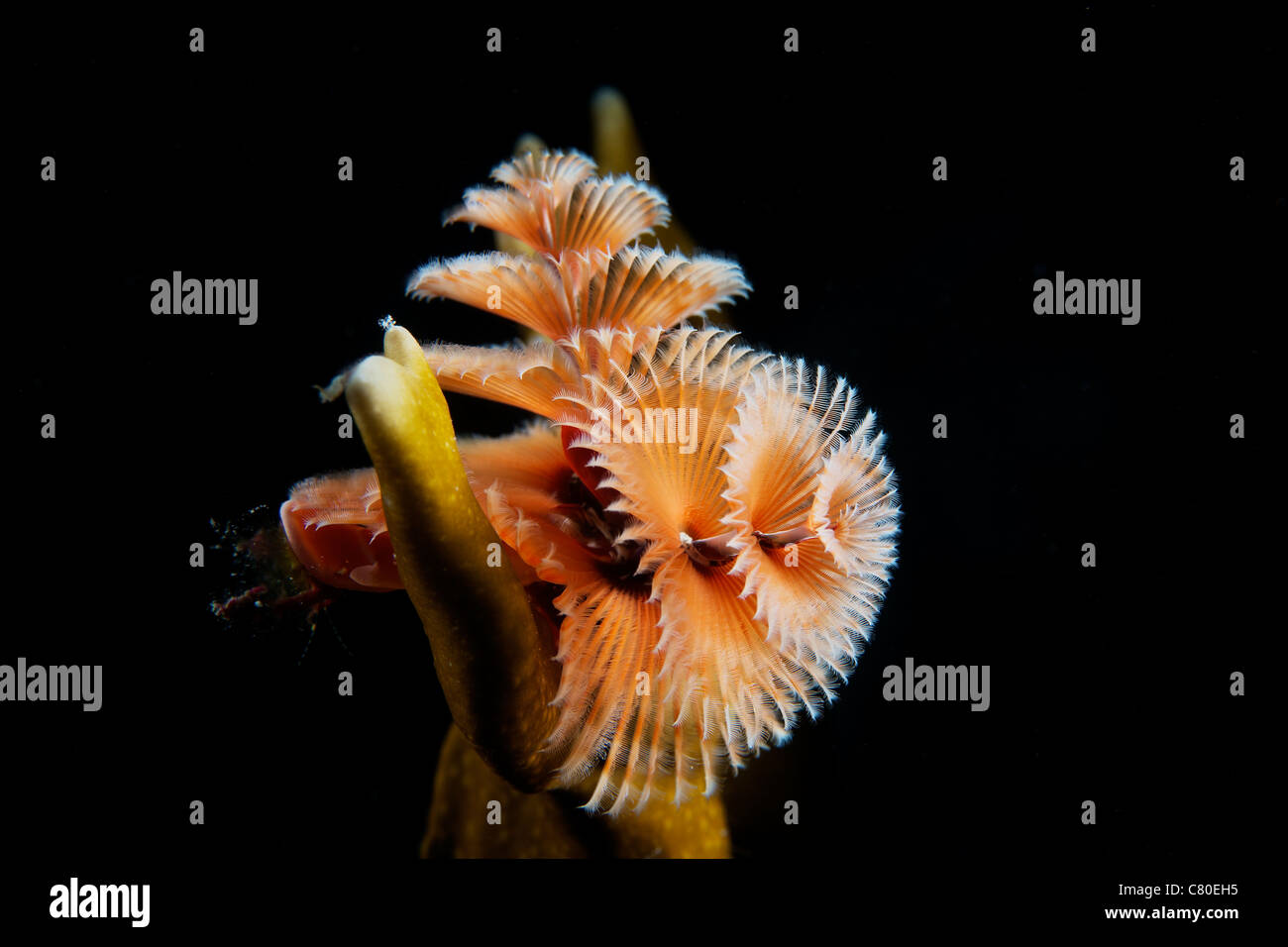 Fire coral hi-res stock photography and images - Alamy