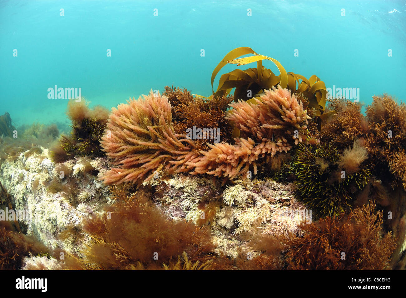 Harpoon weed Asparagopsis armata, on rocky reef, Brandy bay Dorset ...