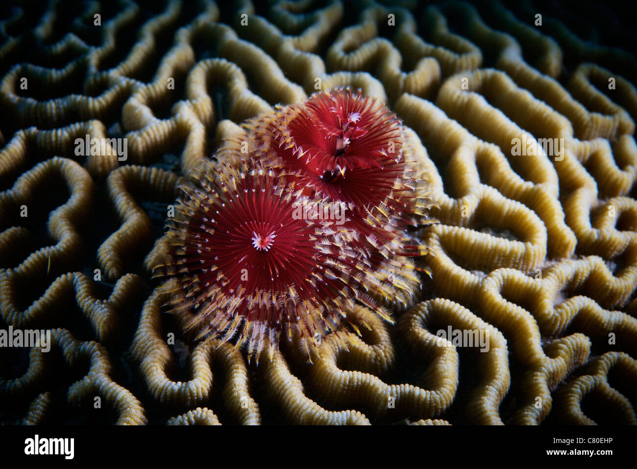 Christmas tree coral hi-res stock photography and images - Alamy