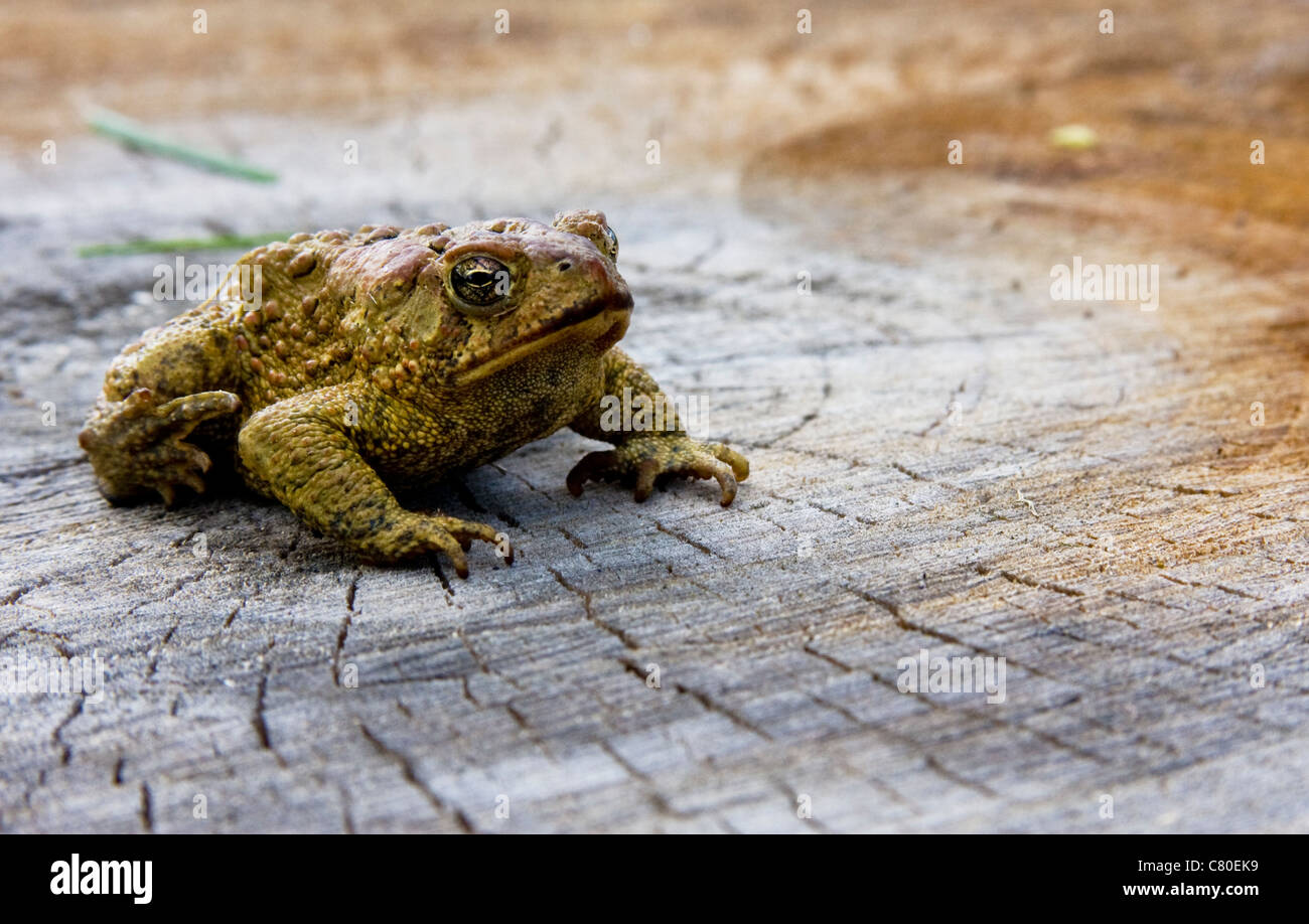 American toad sitting on a log in the woods Stock Photo - Alamy