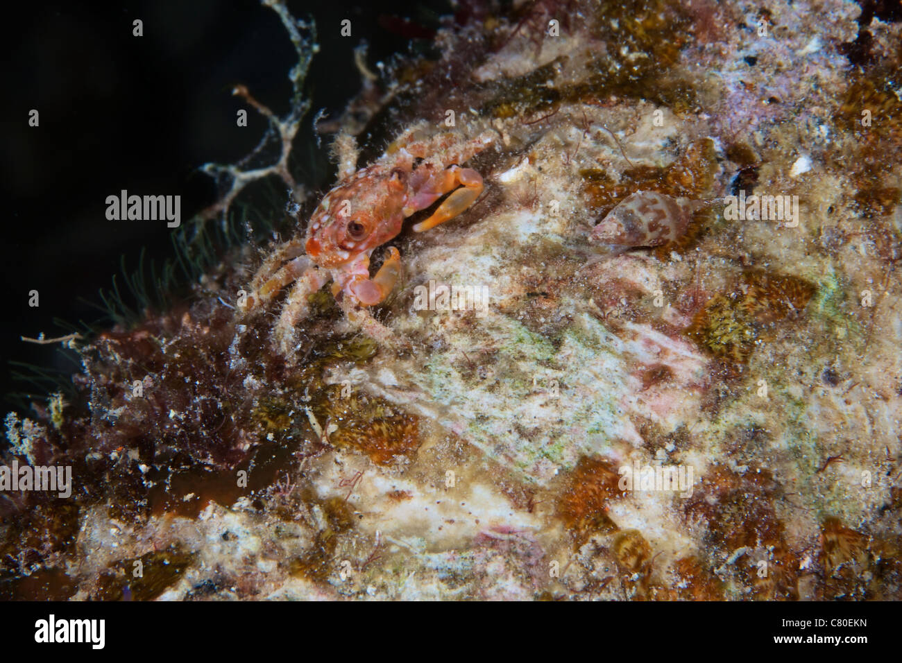 Caribbean crab underwater hi-res stock photography and images - Alamy