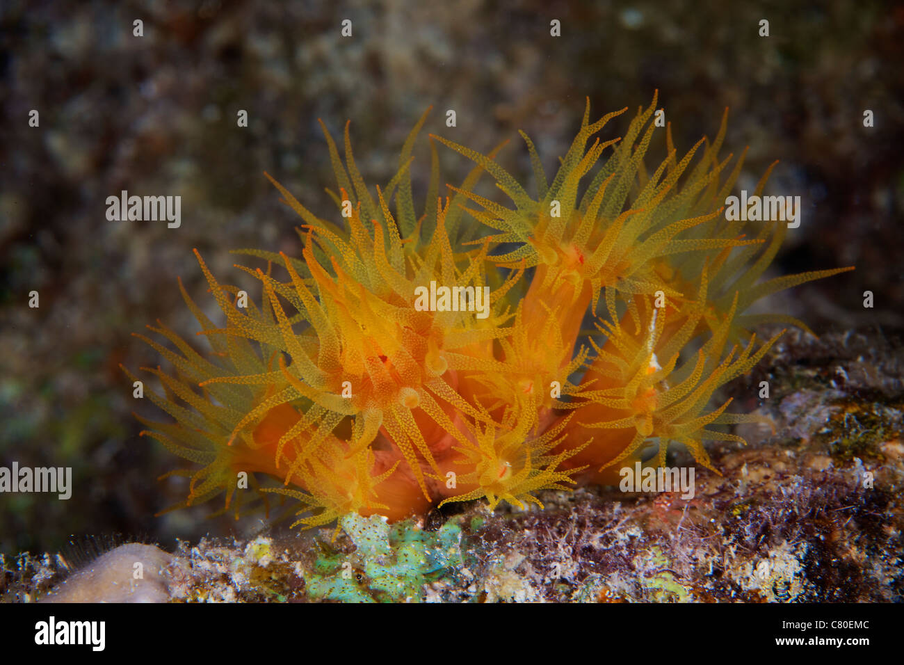 Coral polyp eating hi-res stock photography and images - Alamy