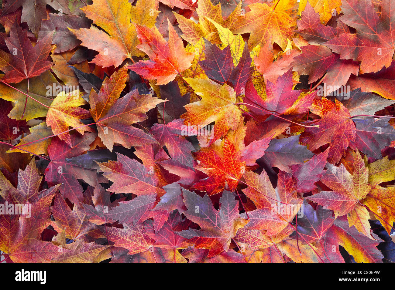 Fall Season Maple Tree Leaves Background Stock Photo - Alamy