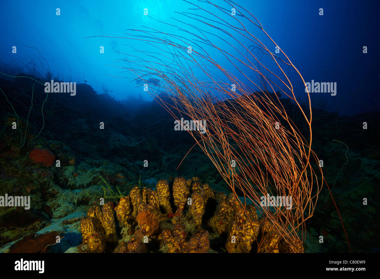 Yellow tube sponges and a large group of whip coral adorn the deep reef ...
