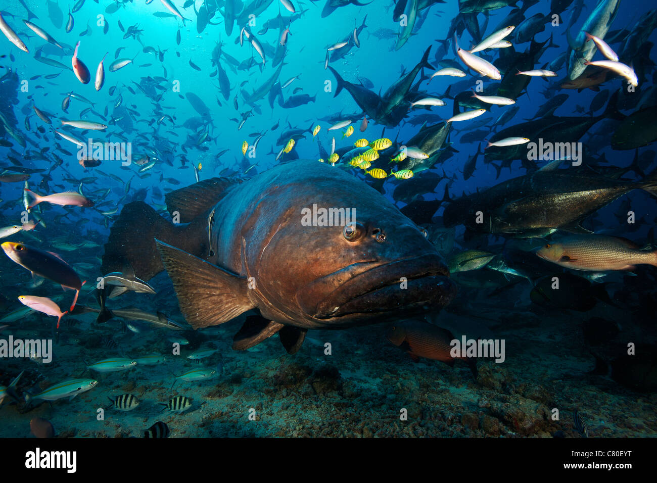 A school of Golden Trevally follow a Giant Grouper for protection ...