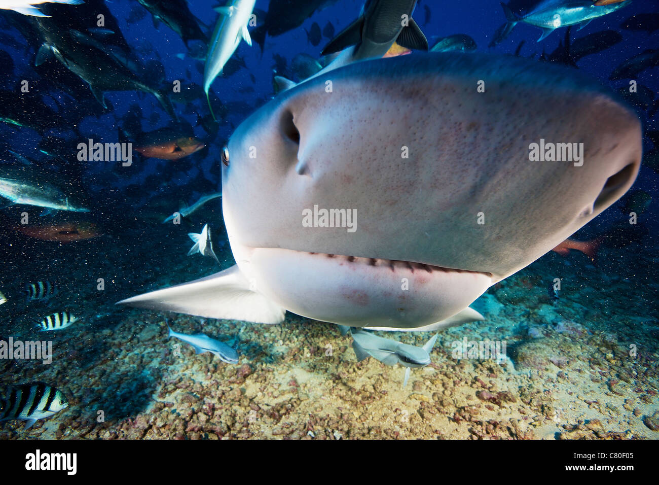 A large bull shark bumps the photographers camera, Fiji Stock Photo - Alamy