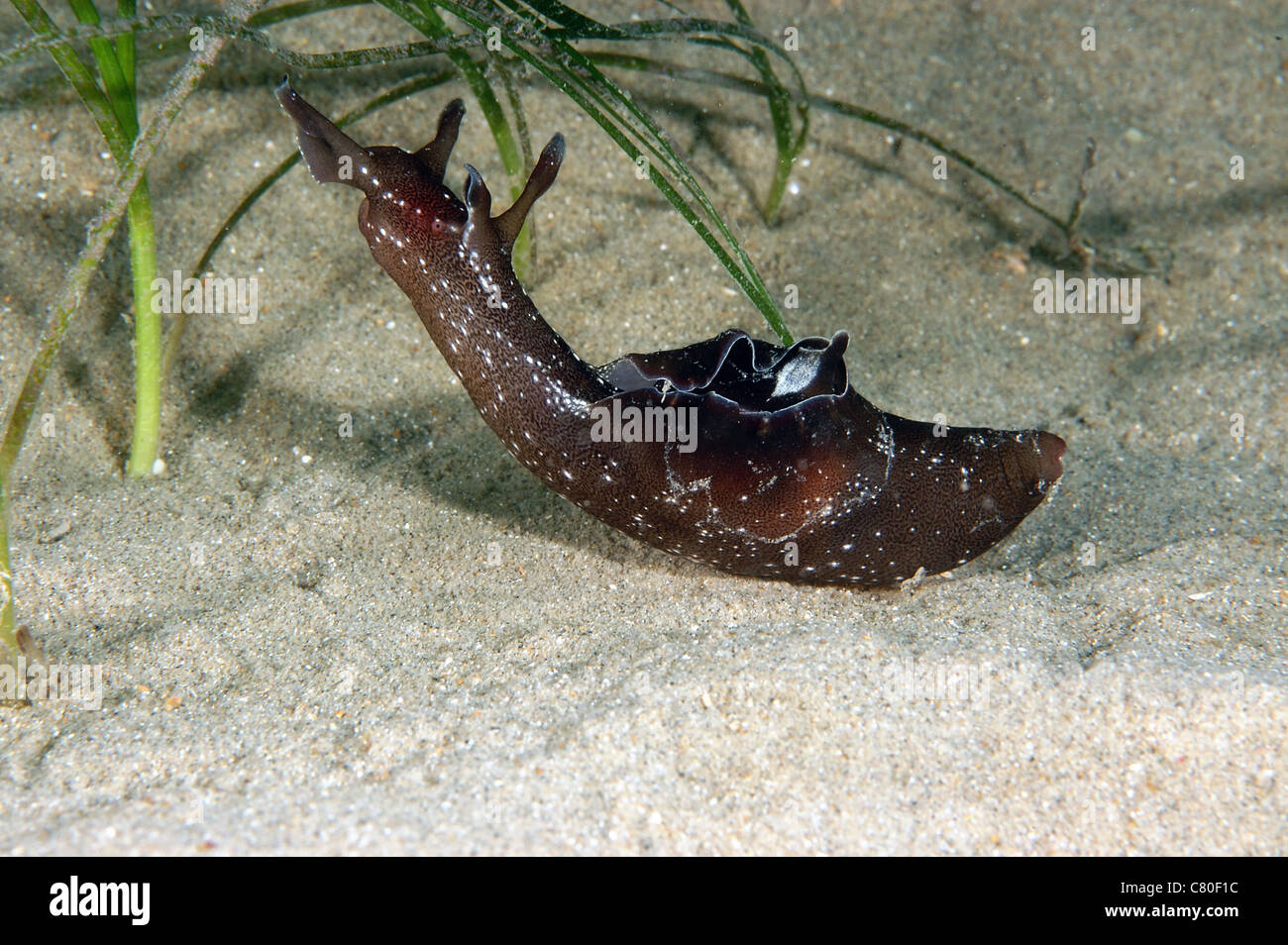 Sea hare amongst eelgrass , Worbarrow bay Dorset UK July Stock Photo ...